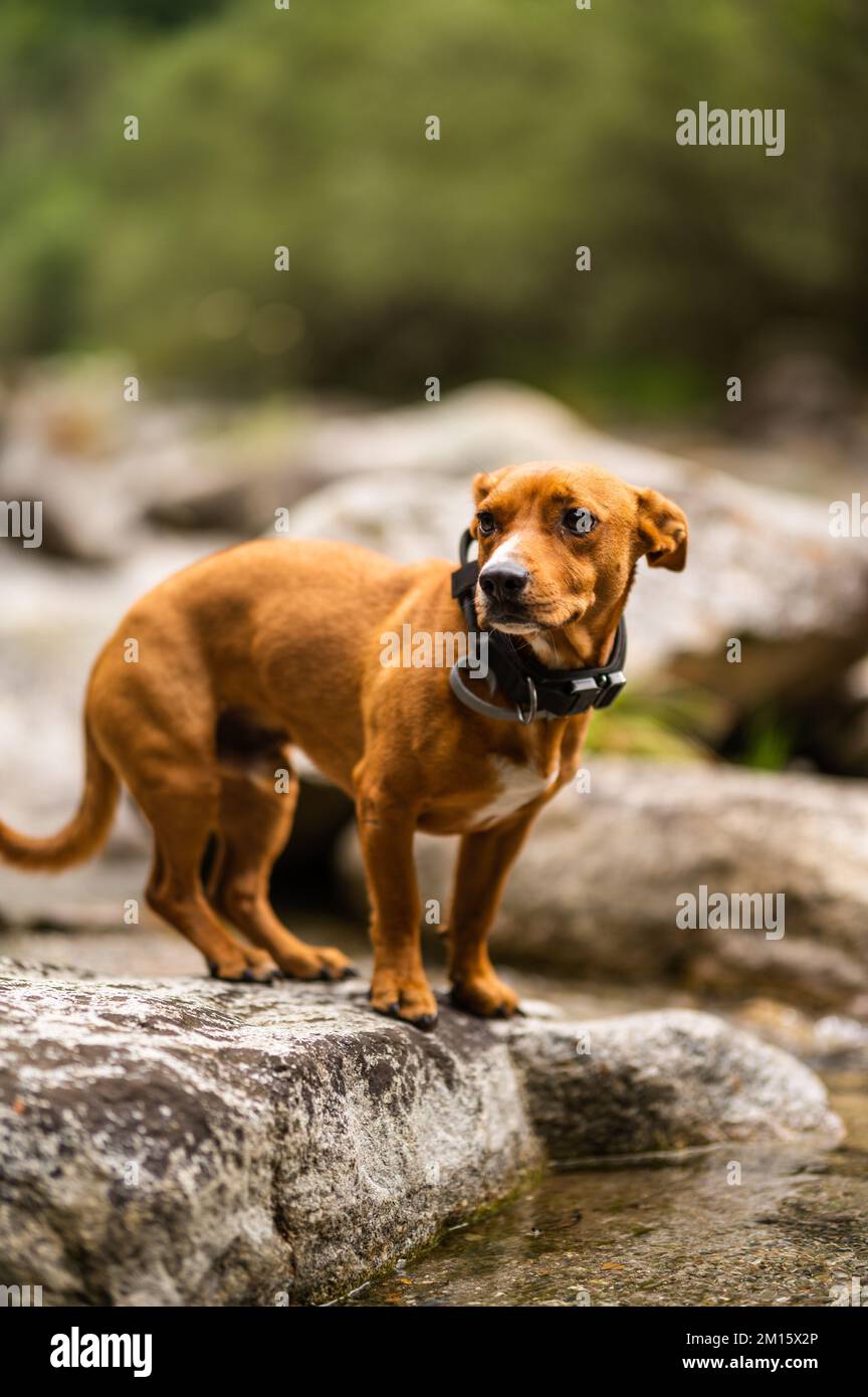 Little Maneto dog in collar looking around while standing on boulder ...