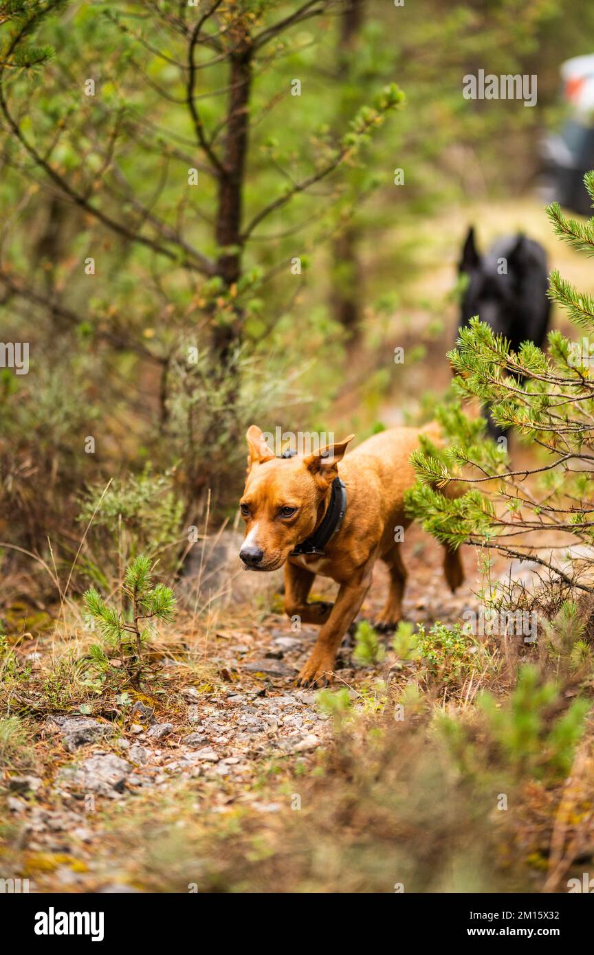 Adorable brown and black dogs walking between trees on forest Stock ...