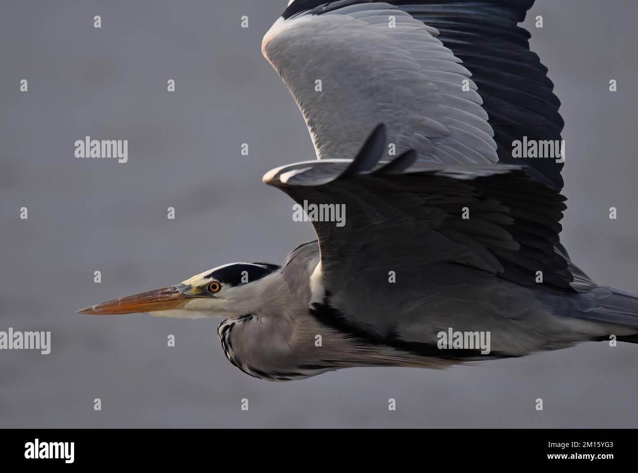Grey heron flying scotland hi-res stock photography and images - Alamy