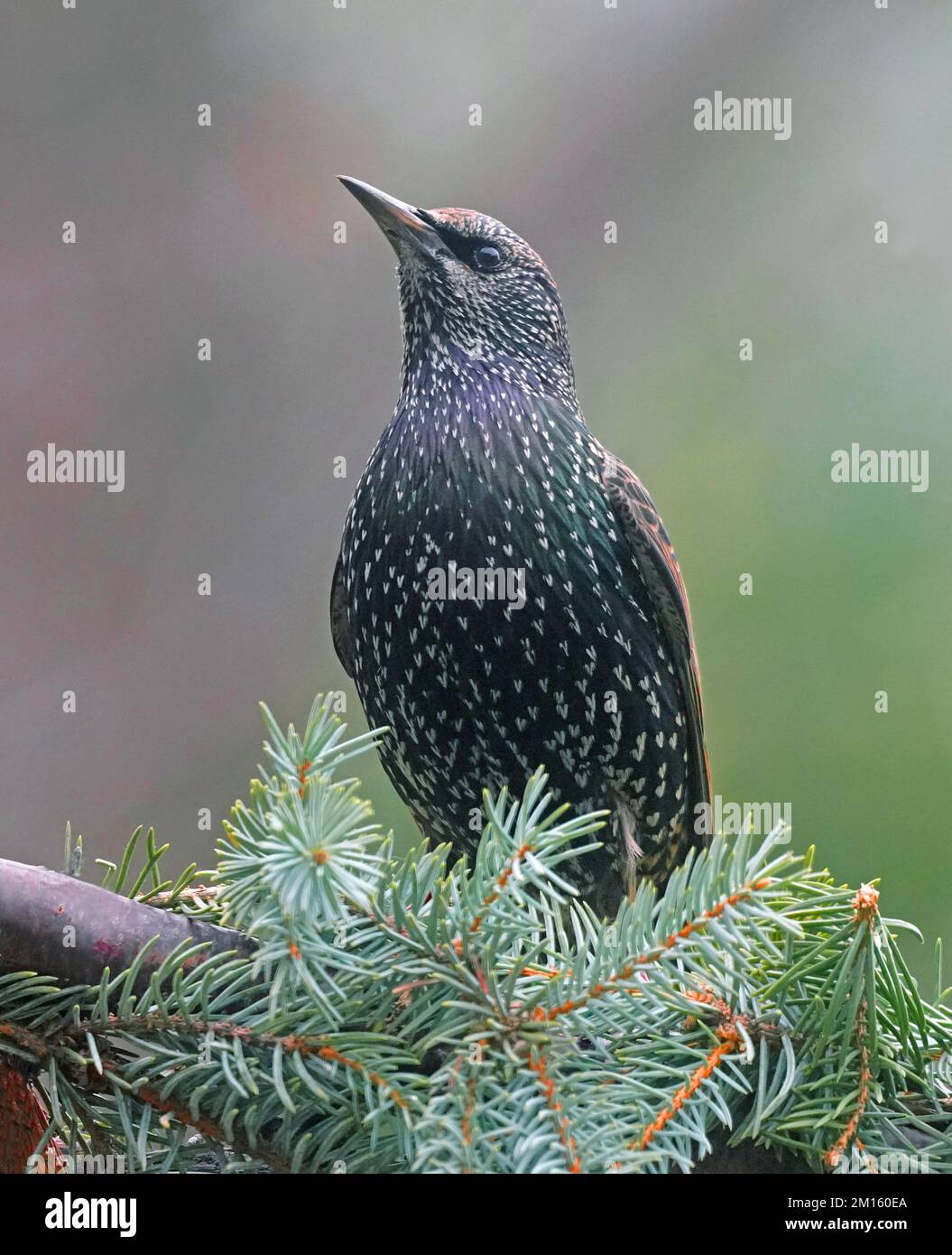 European Starling in late autumn in southern Michigan USA Stock Photo ...