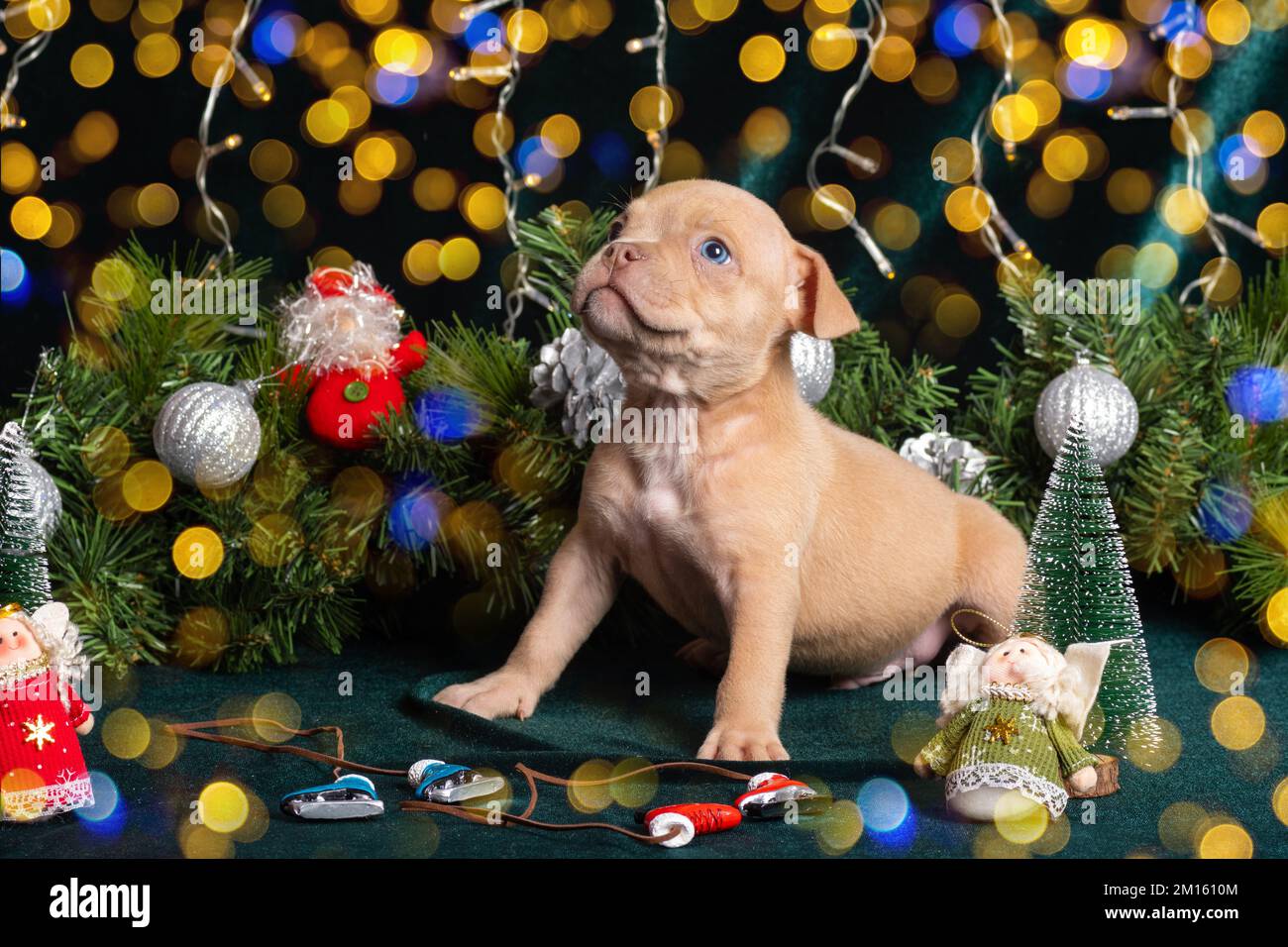 Little cute American Bully puppy looking at a Christmas tree decorated ...