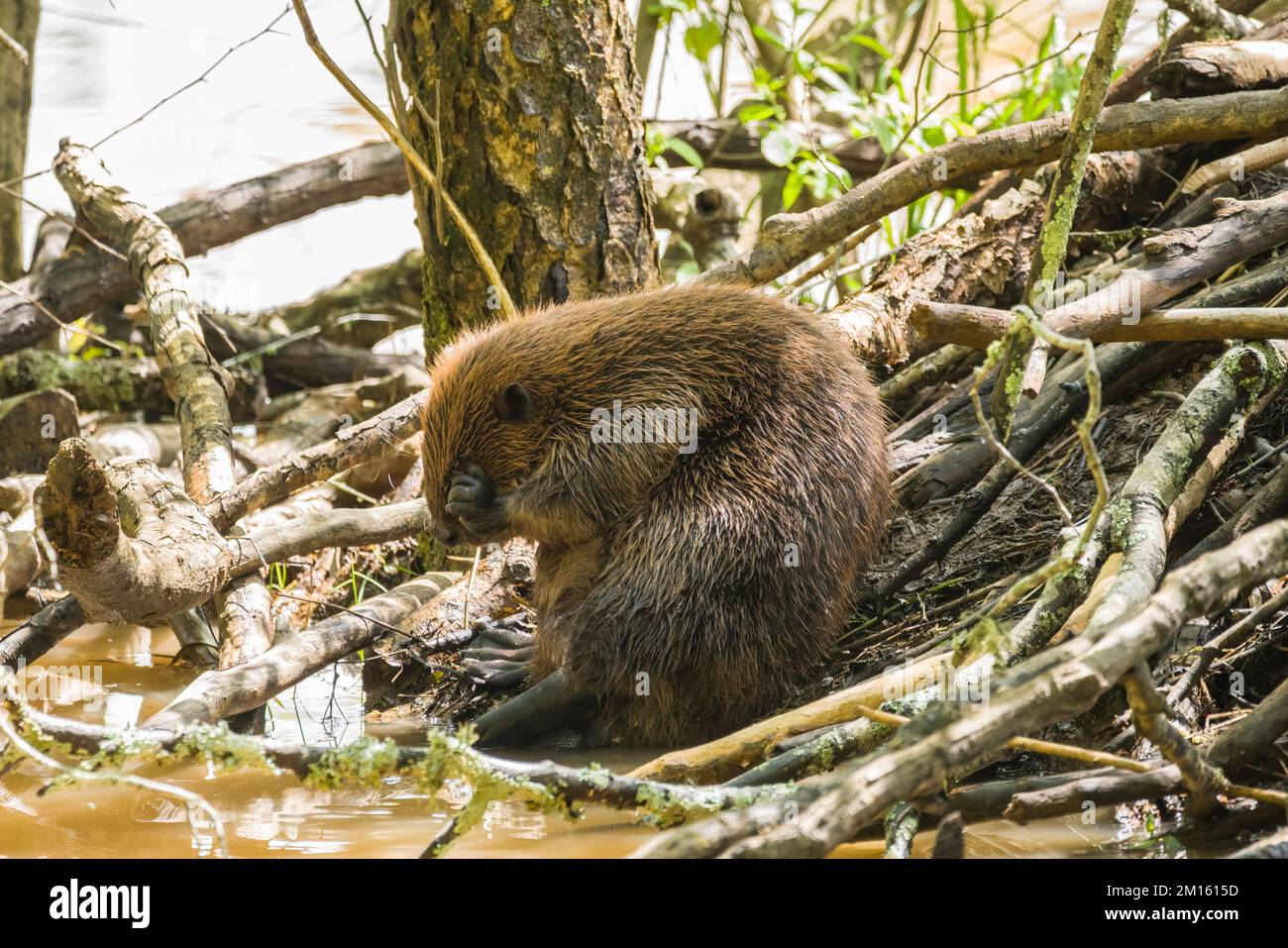 A beaver on top of the den just waking up rubbing its eyes from a ...