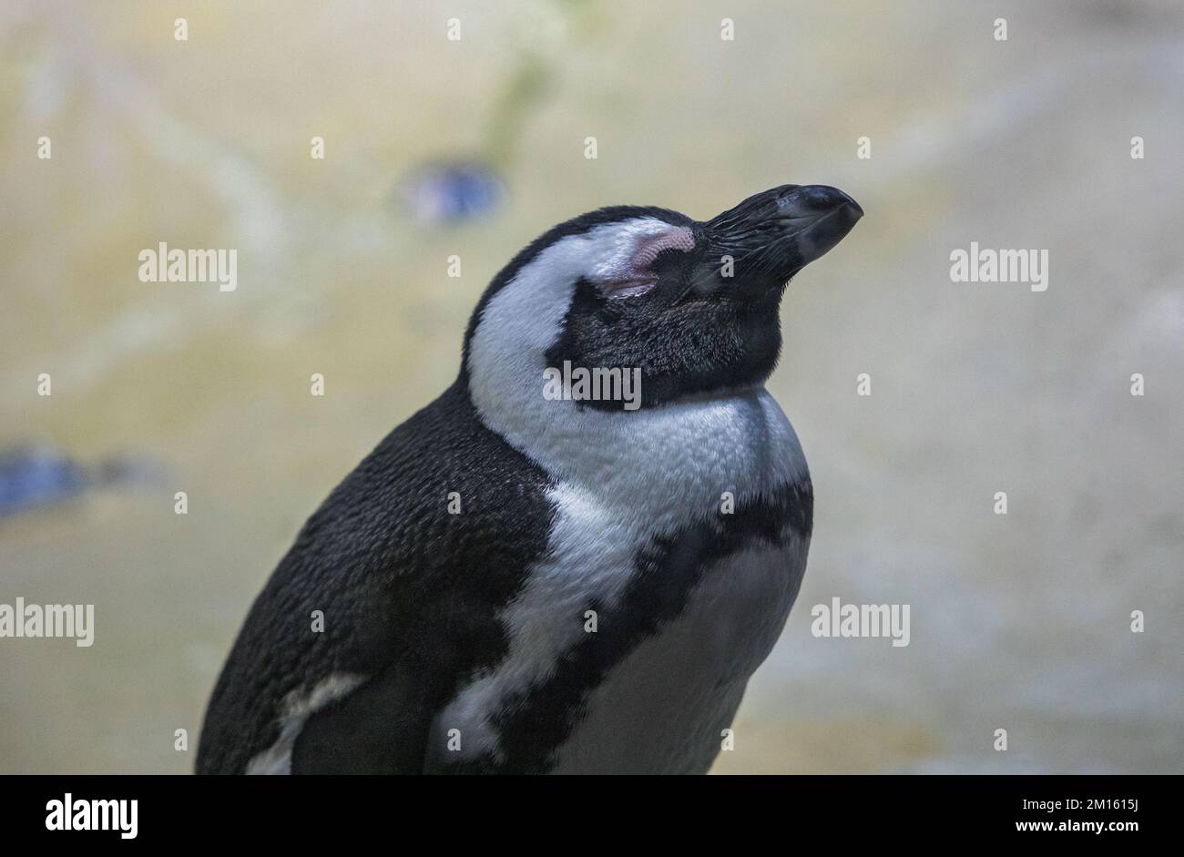 A closeup of a cute sleeping penguin Stock Photo - Alamy