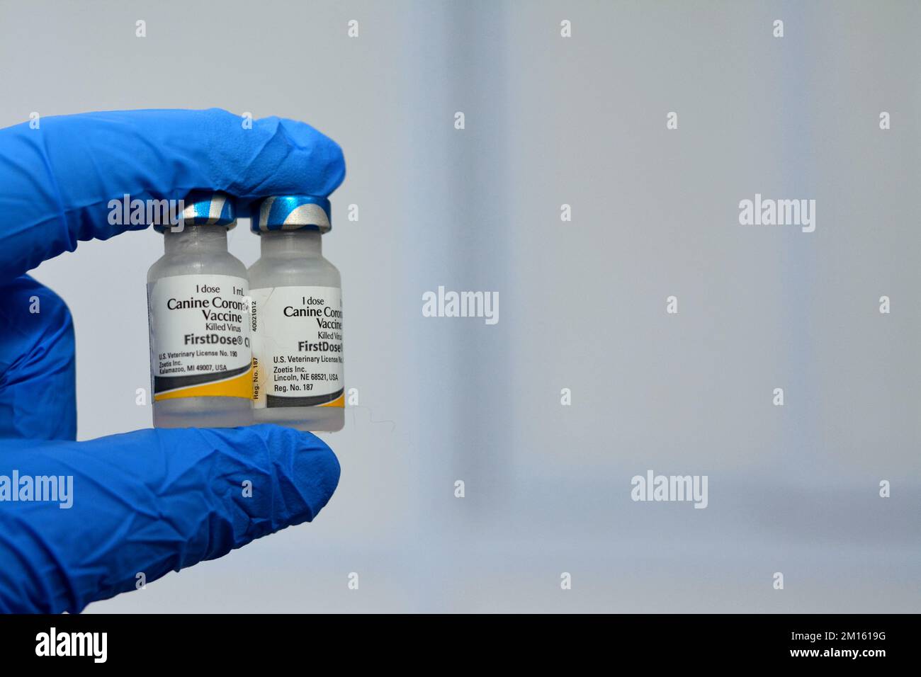 Cairo, Egypt, December 8 2022: Canine coronavirus vaccine, killed ...