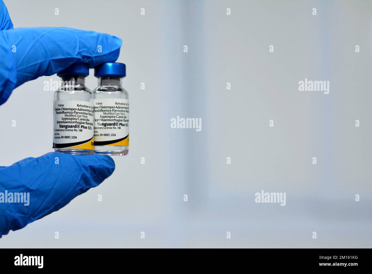 Cairo, Egypt, December 8 2022: Vanguard plus 5 CV-L vaccine for dogs ...
