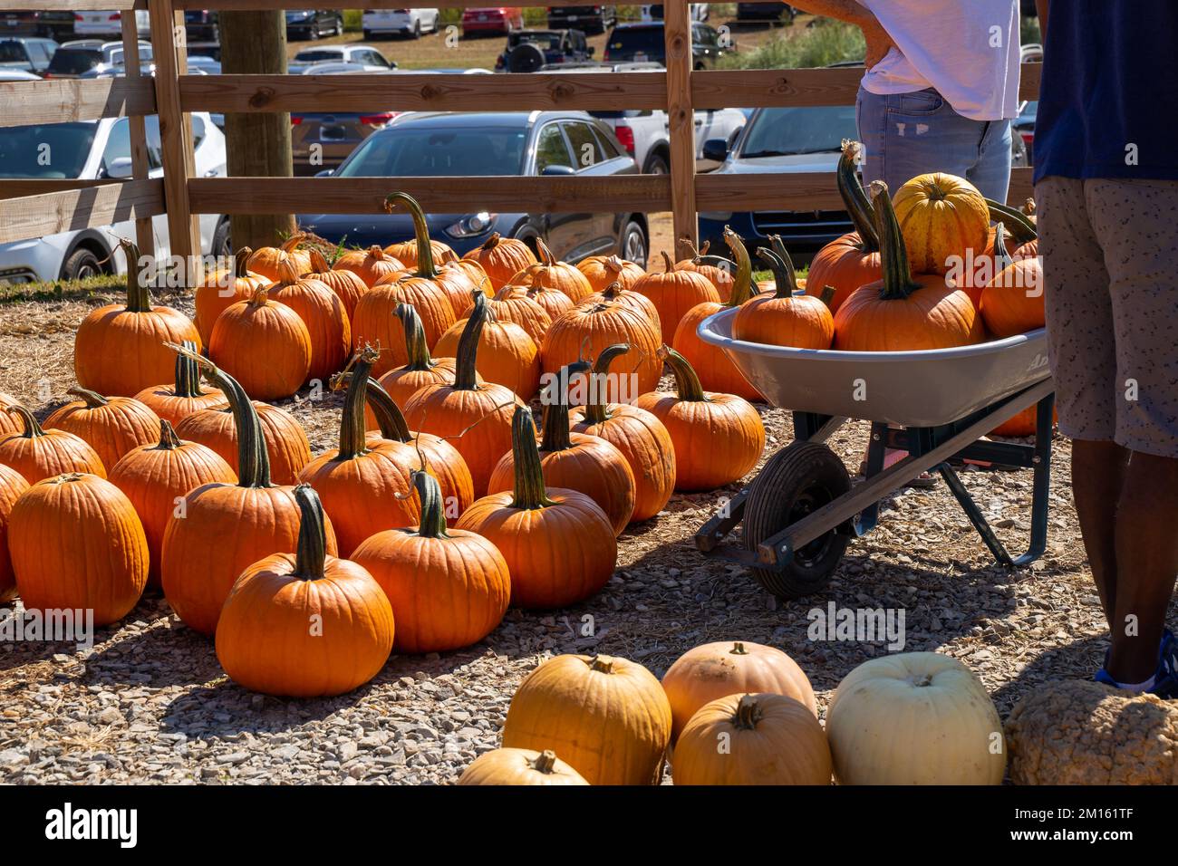 Americans have a custom of visiting farms in the countryside to ...