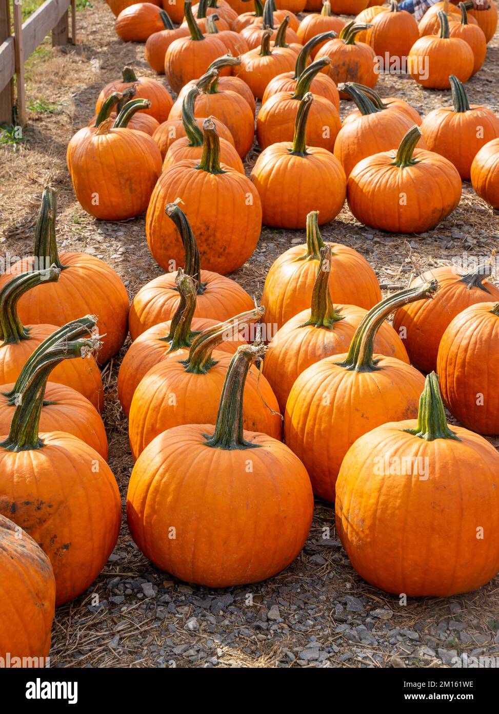 Americans have a custom of visiting farms in the countryside to ...