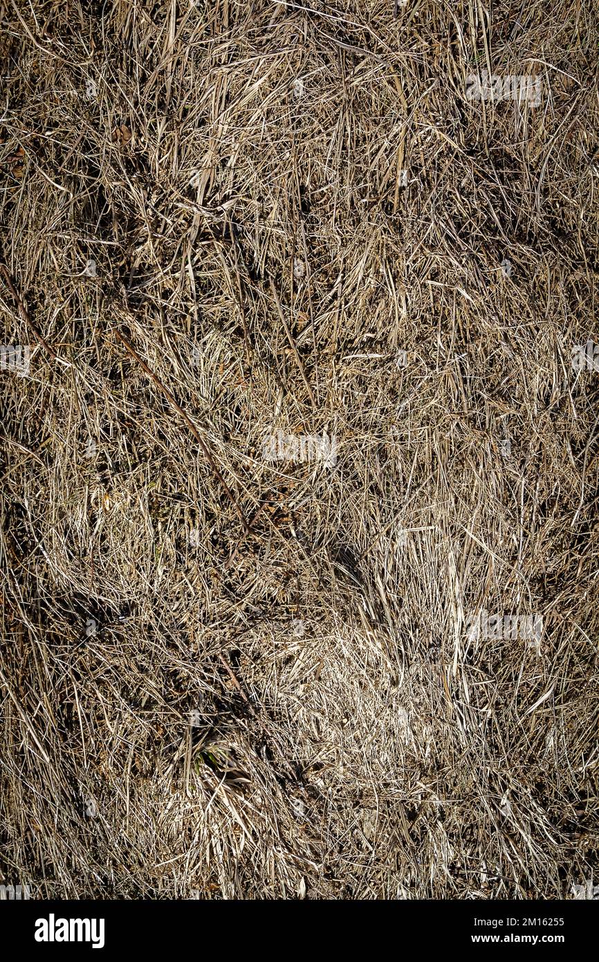 Closeup of old aged dry grass straw texture background. Macro of a ...