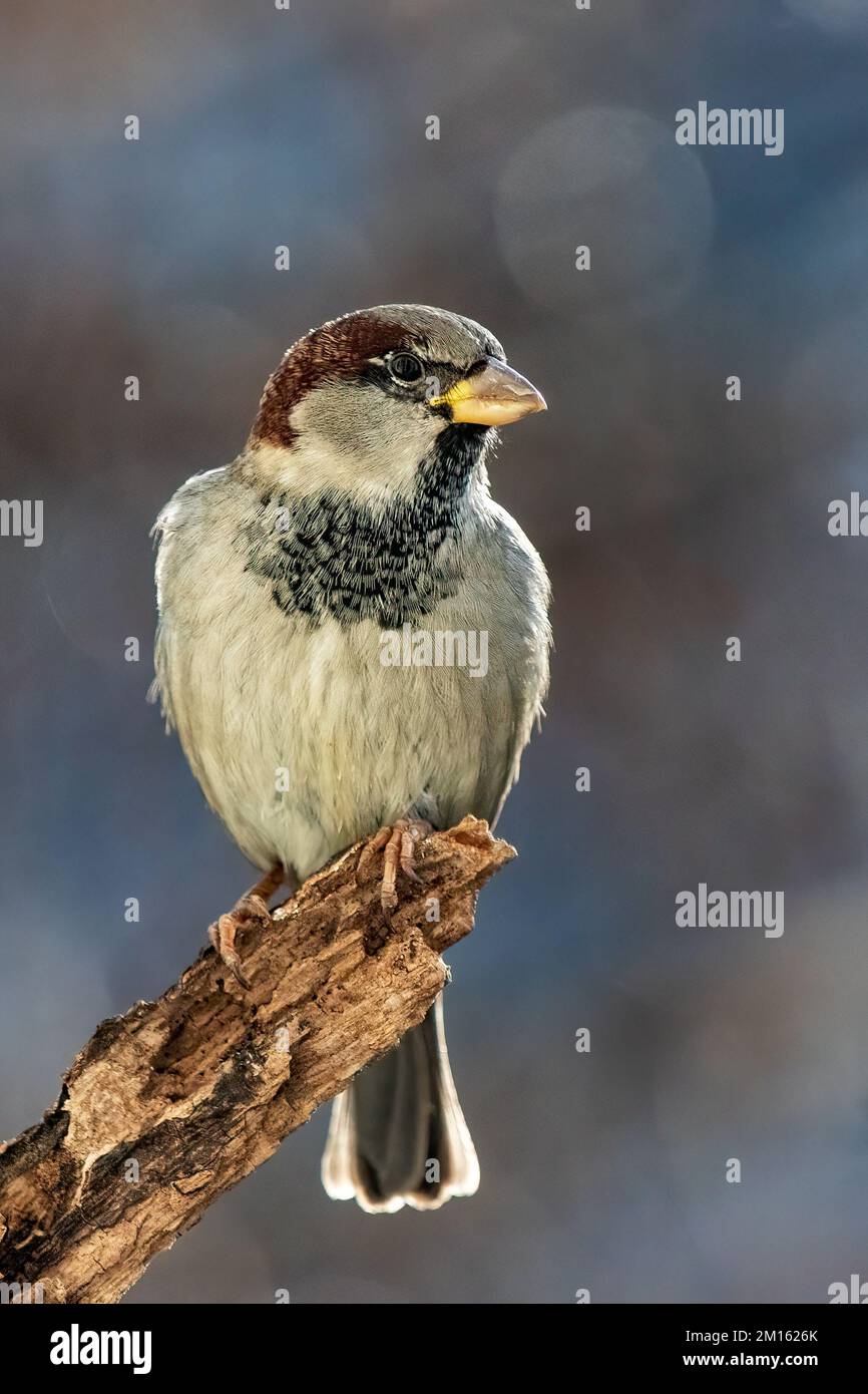 Sparrow close up hi-res stock photography and images - Alamy