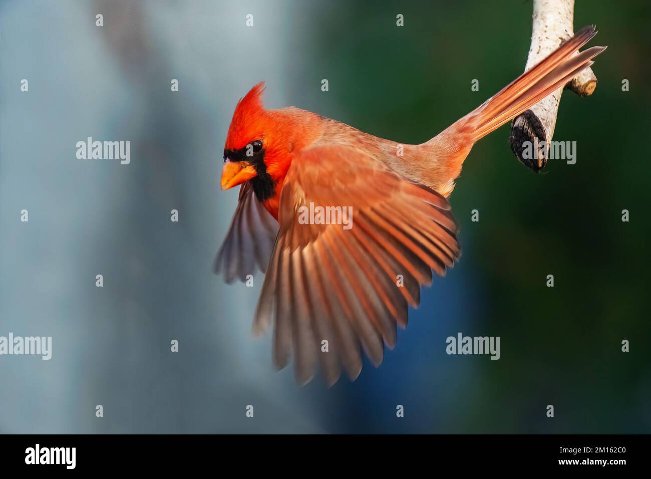 Northern Cardinal flight Stock Photo - Alamy