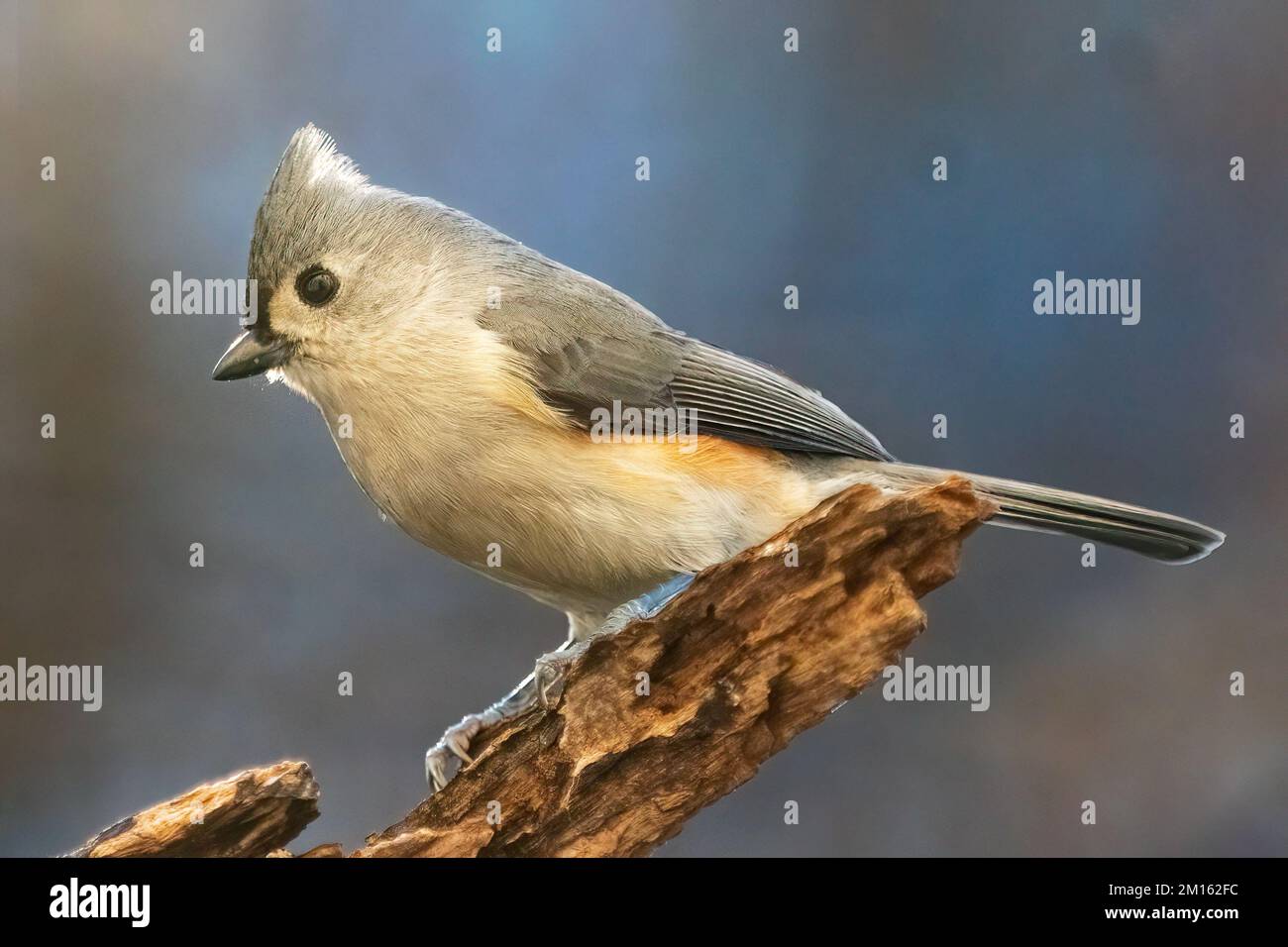 TuftedTitmouse up close Stock Photo - Alamy