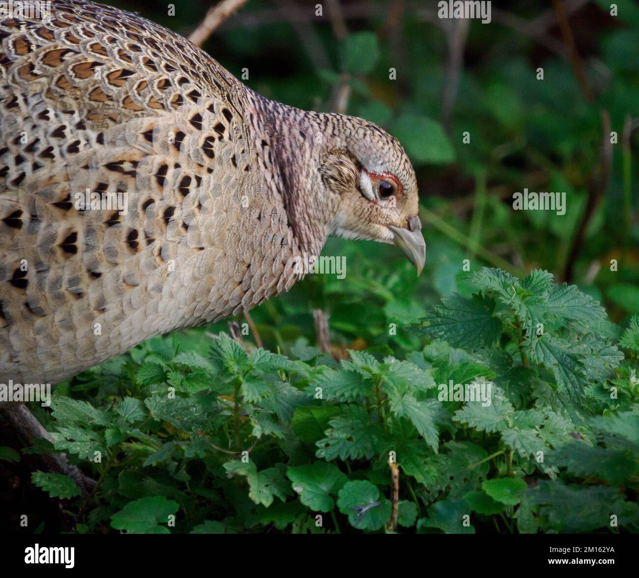 Hen Pheasant Phasianus colchicus in the undergrowth of a ...
