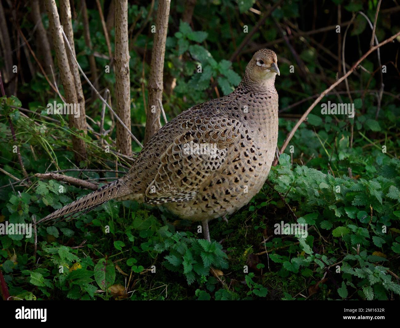 Hen Pheasant Phasianus colchicus in the undergrowth of a Gloucestershire spinney UK Stock Photo ...