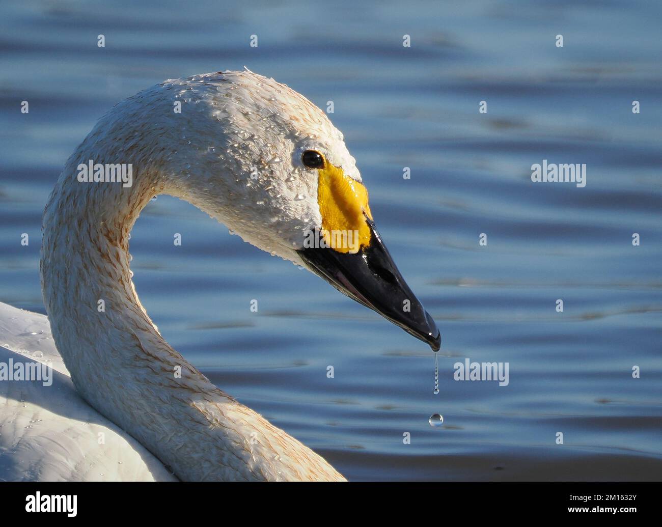 Head of Bewick's Swan Cygnus bewickii with water dripping off its bill ...
