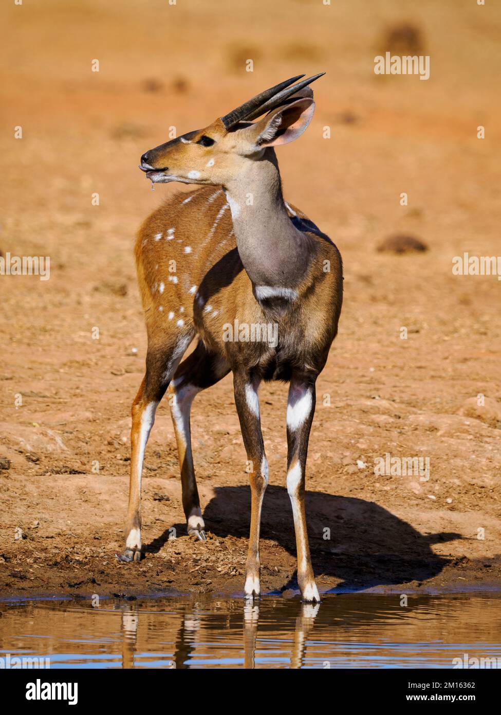 Young male Lesser Kudu Tragelaphus imberbis a species of antelope with ...