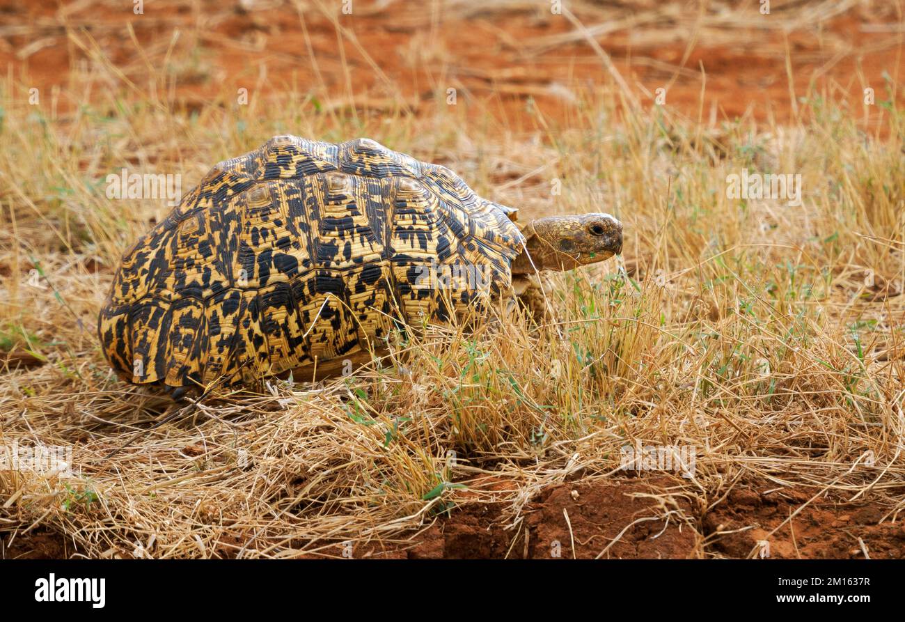 Leopard tortoise Geochelone pardalis wandering through the bush during ...