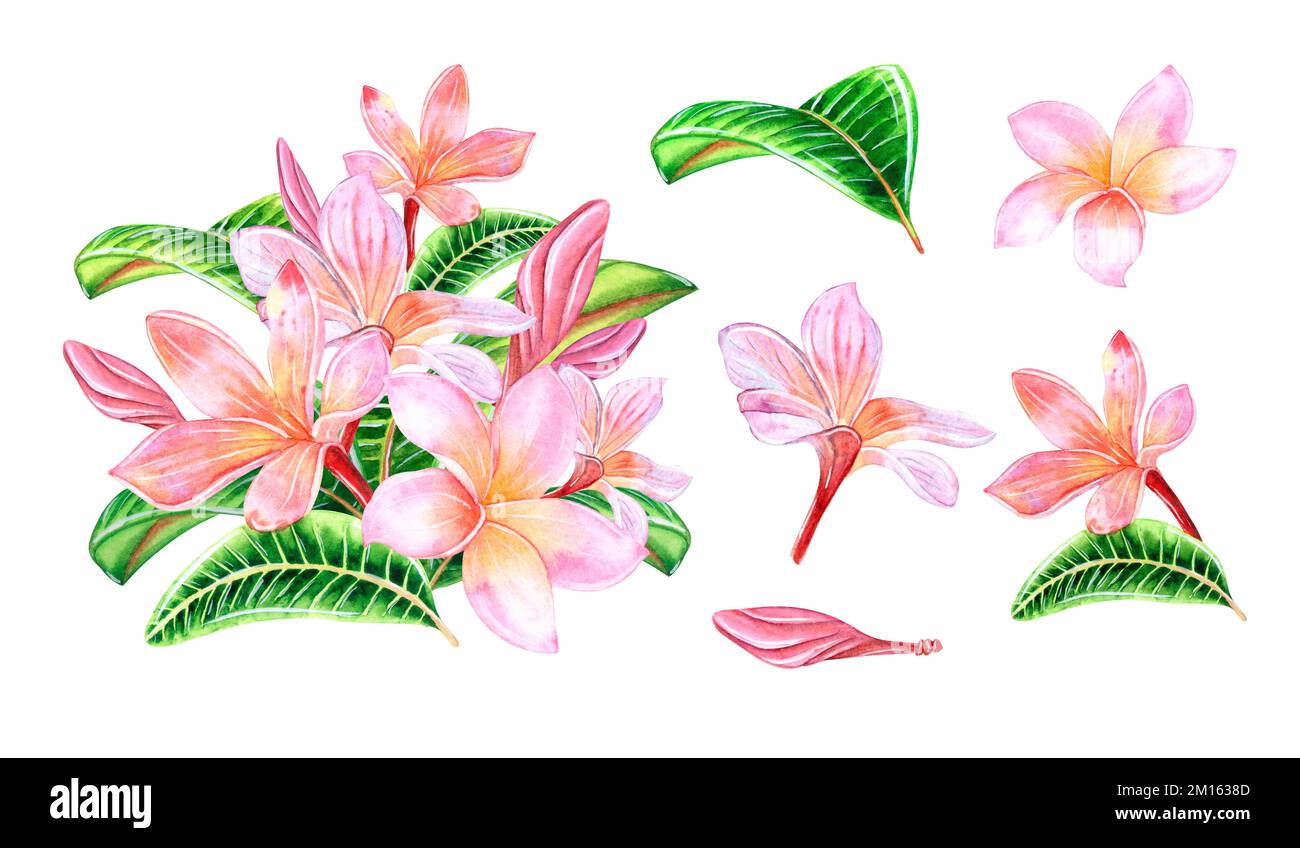 Tropical plumeria flowers on an isolated white background, watercolor ...