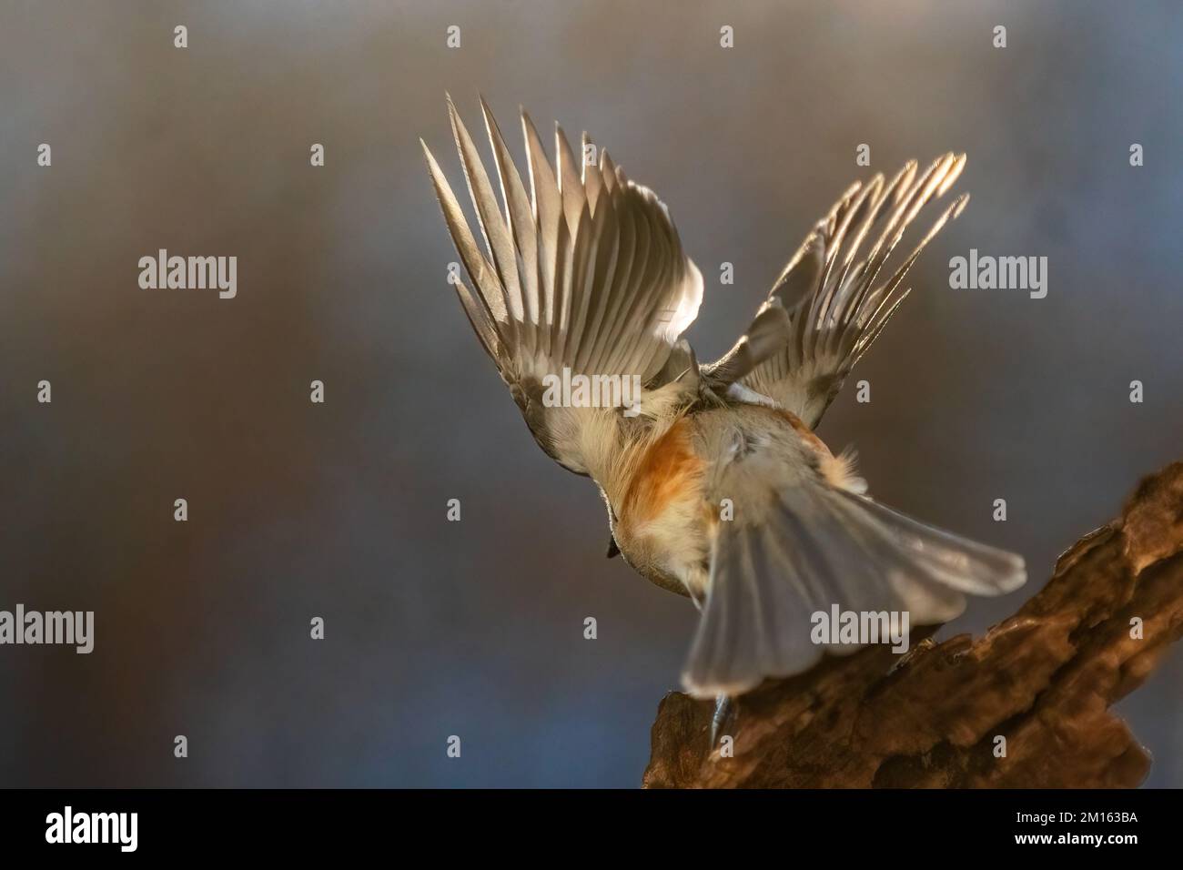Tufted Titmouse flight Stock Photo - Alamy