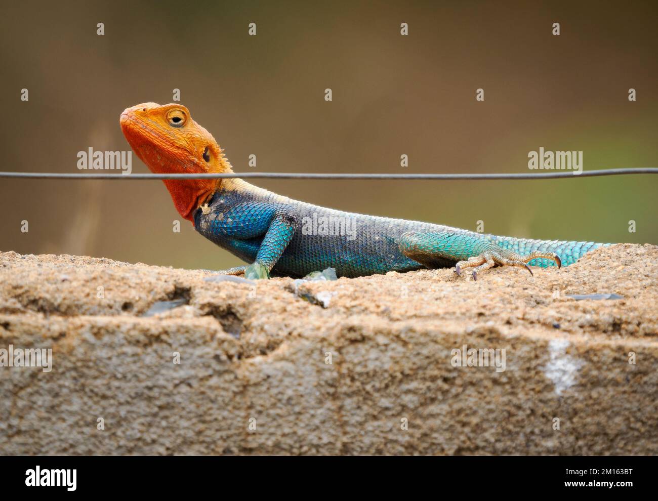 Male Red Headed Rock Agama ( Agama agama ) Rainbow Agama peering over a ...