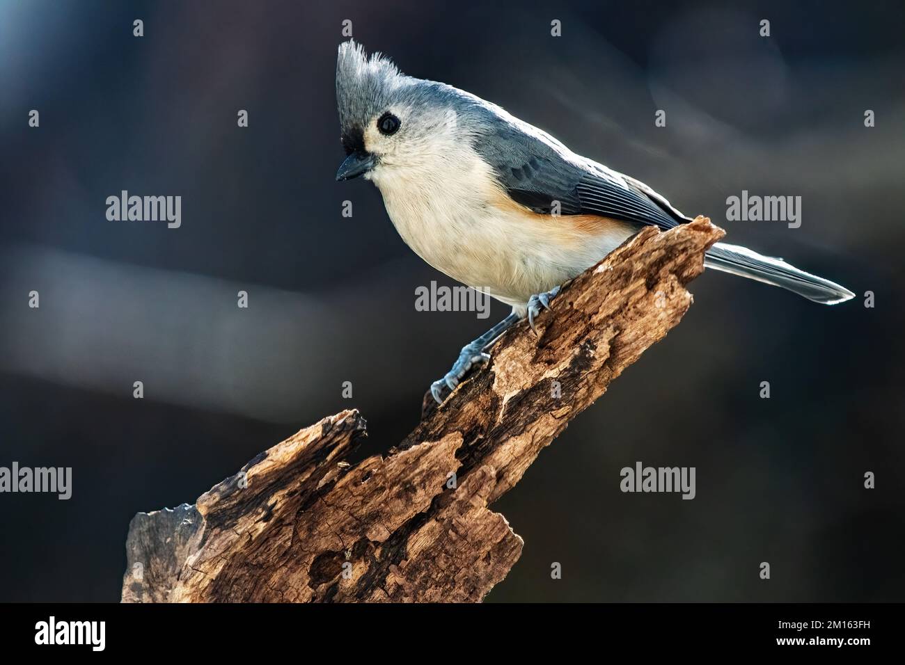 TuftedTitmouse up close Stock Photo - Alamy