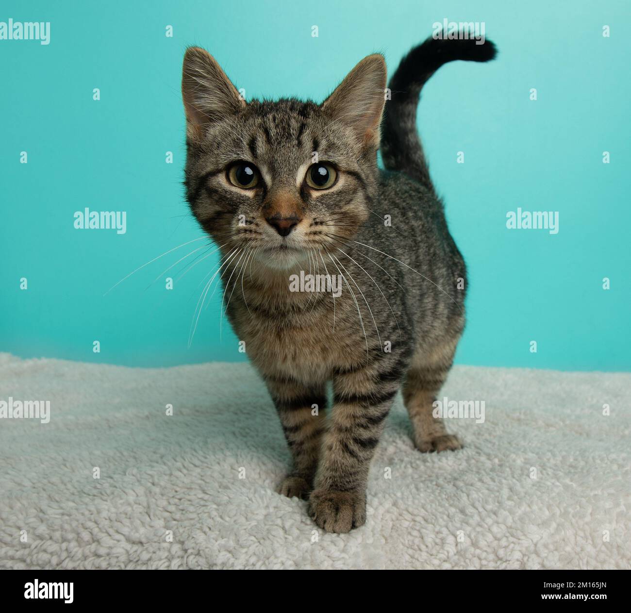 cute brown tabby kitten cat standing portrait Stock Photo - Alamy