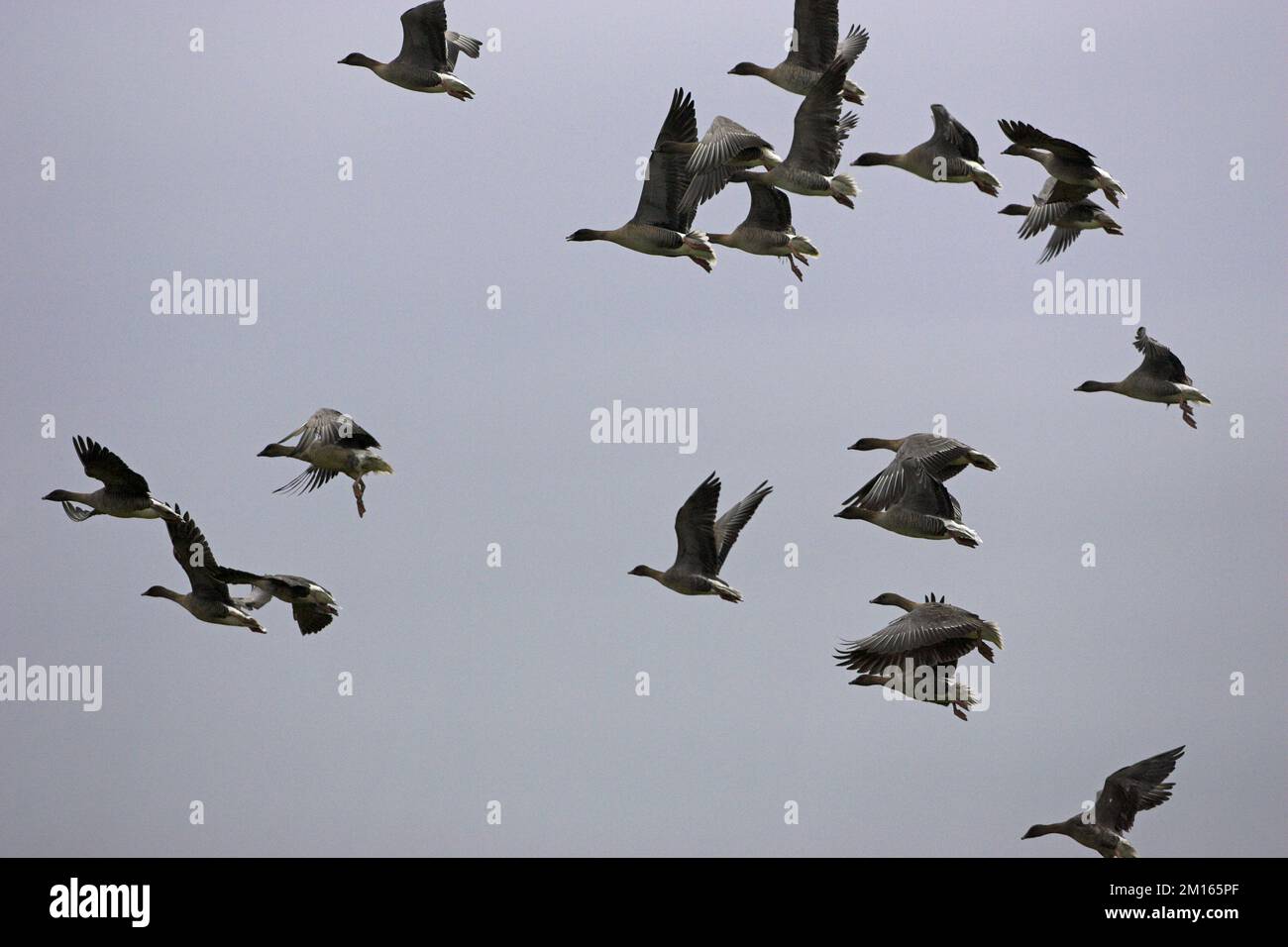 Pink-footed goose Anser brachyrhynchus group in flight Norfolk England ...