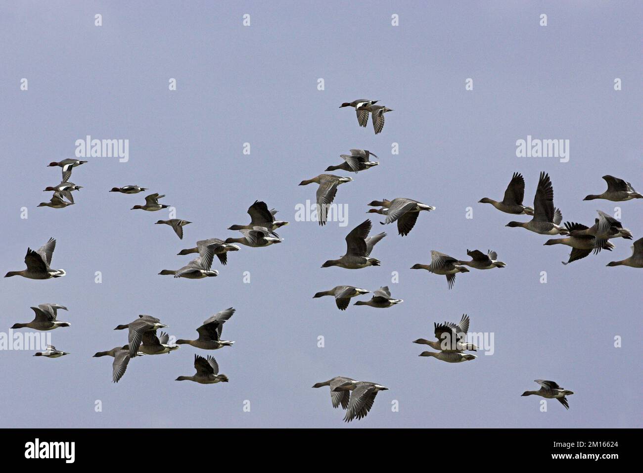 Pink-footed goose Anser brachyrhynchus group in flight with Eurasian ...