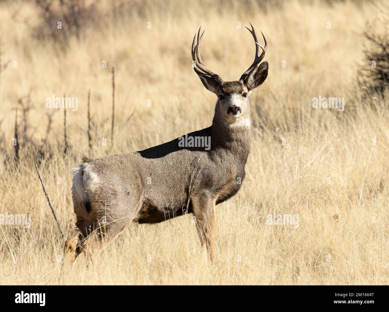 The three buckmule deer traveling together, know as the Three Amigos ...