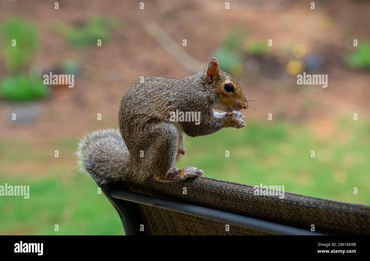 In a backyard, a squirrel with round eyes is hanging out. Looking for ...