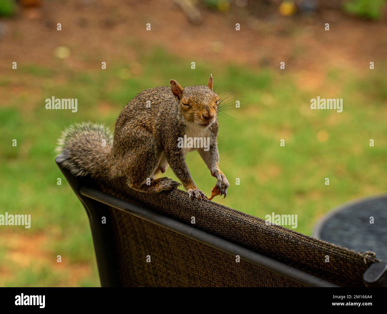 In a backyard, a squirrel with round eyes is hanging out. Looking for ...