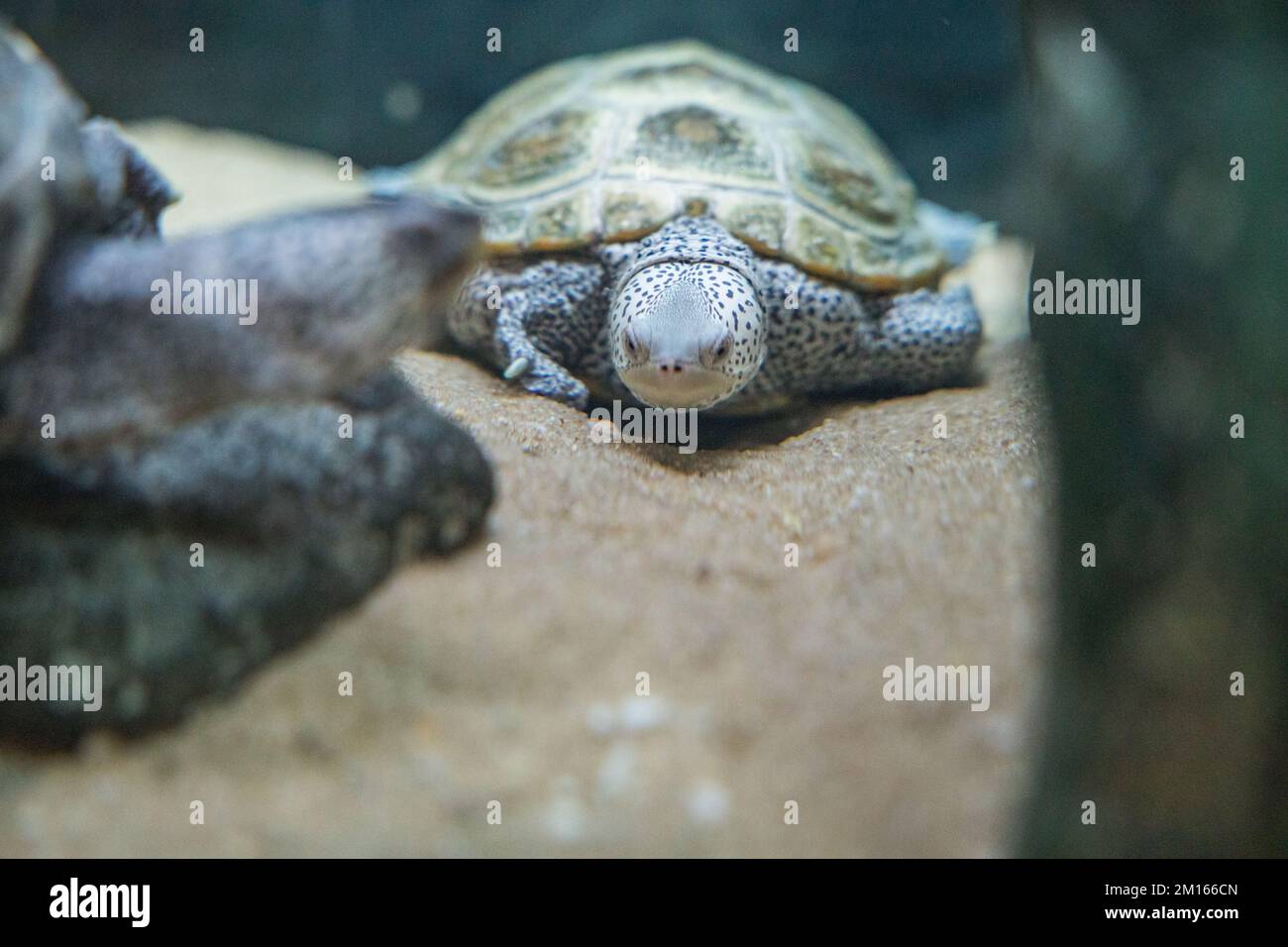 A closeup of a diamondback terrapin (Malaclemys terrapin) in a tank ...