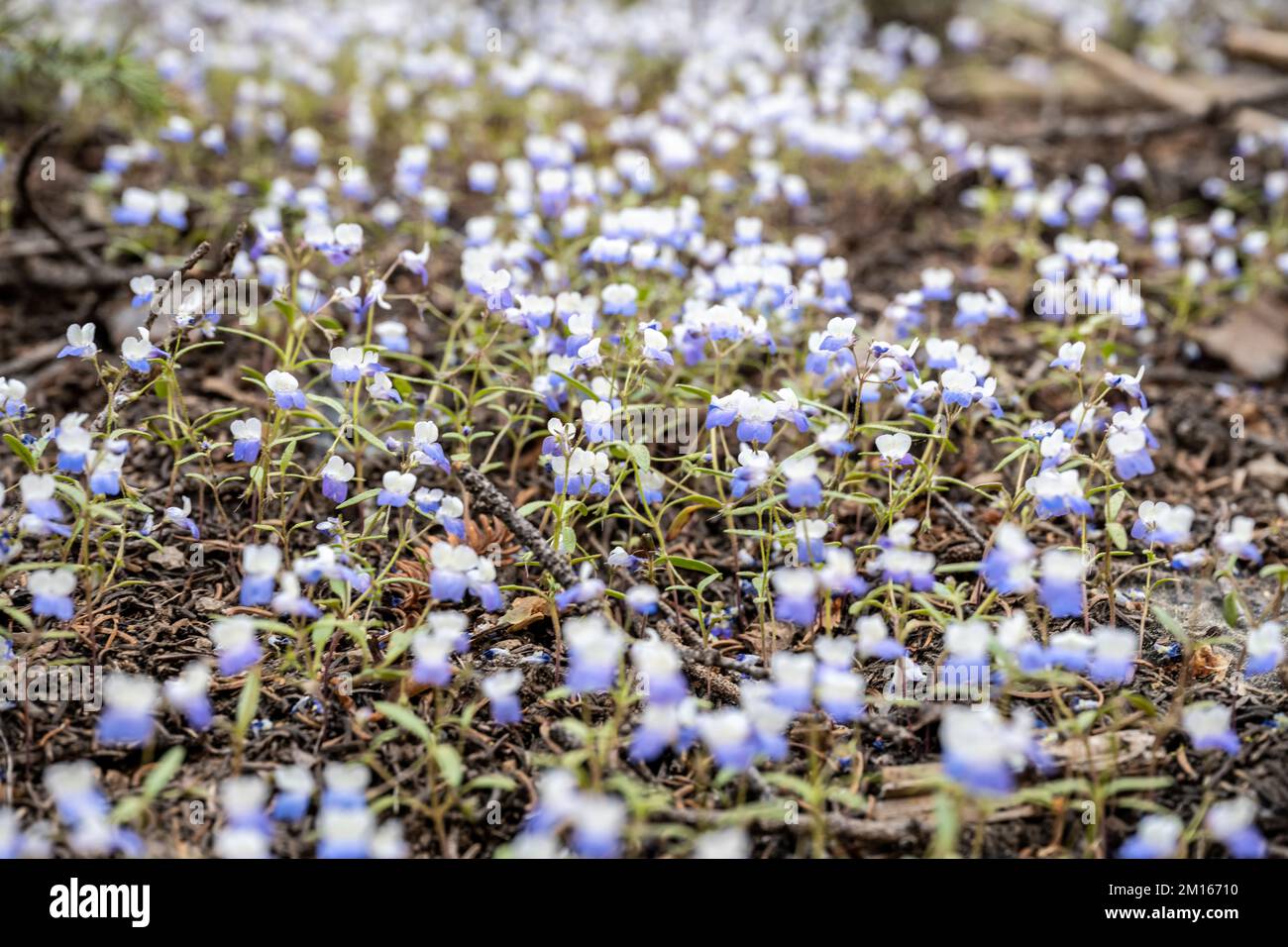Penstemon Flowers Dot the Forest Floor in Sequoia National Park Stock ...