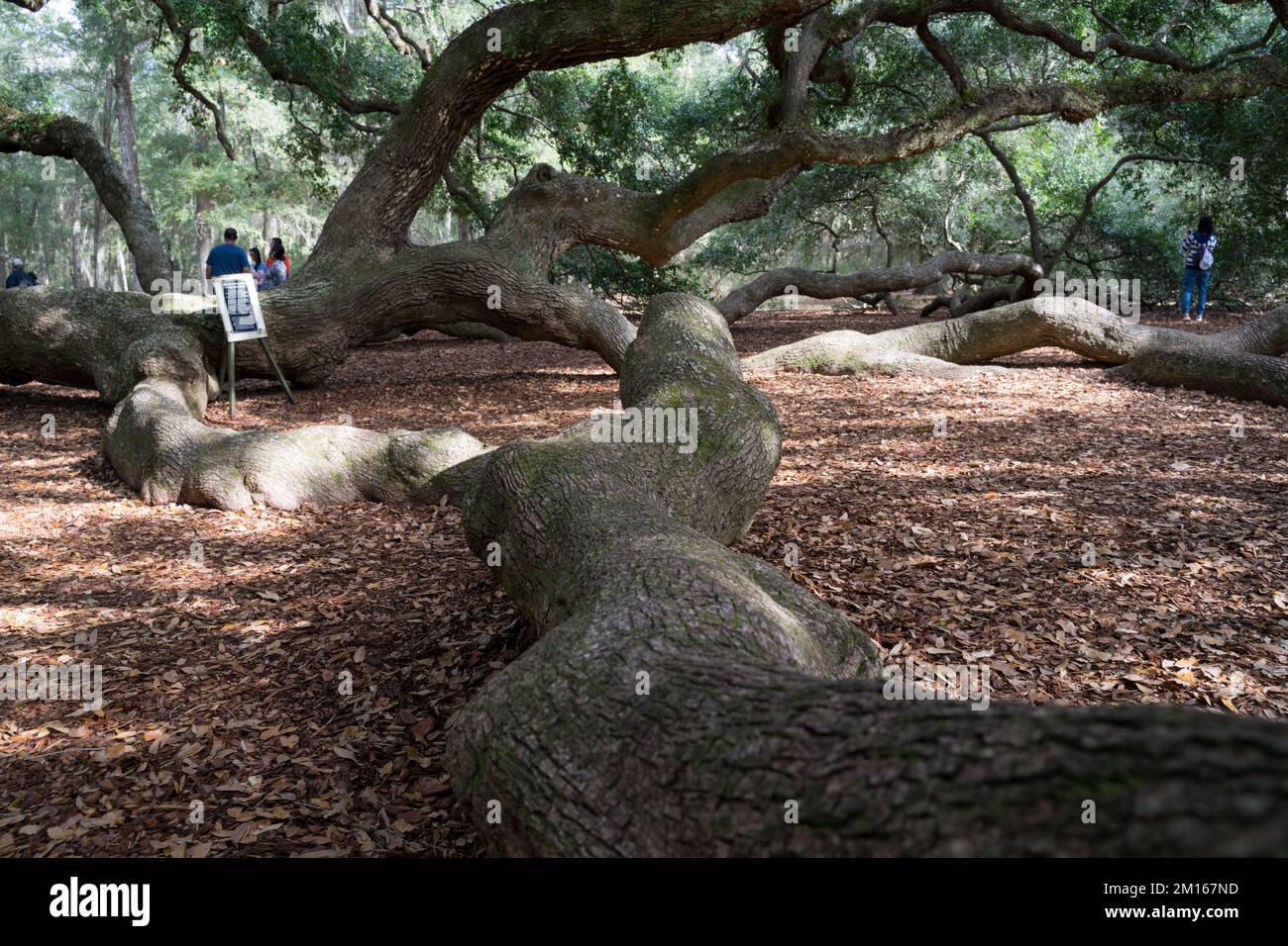 fairytale-esque Angel Oak Tree near Charleston City, SC. No entrance ...