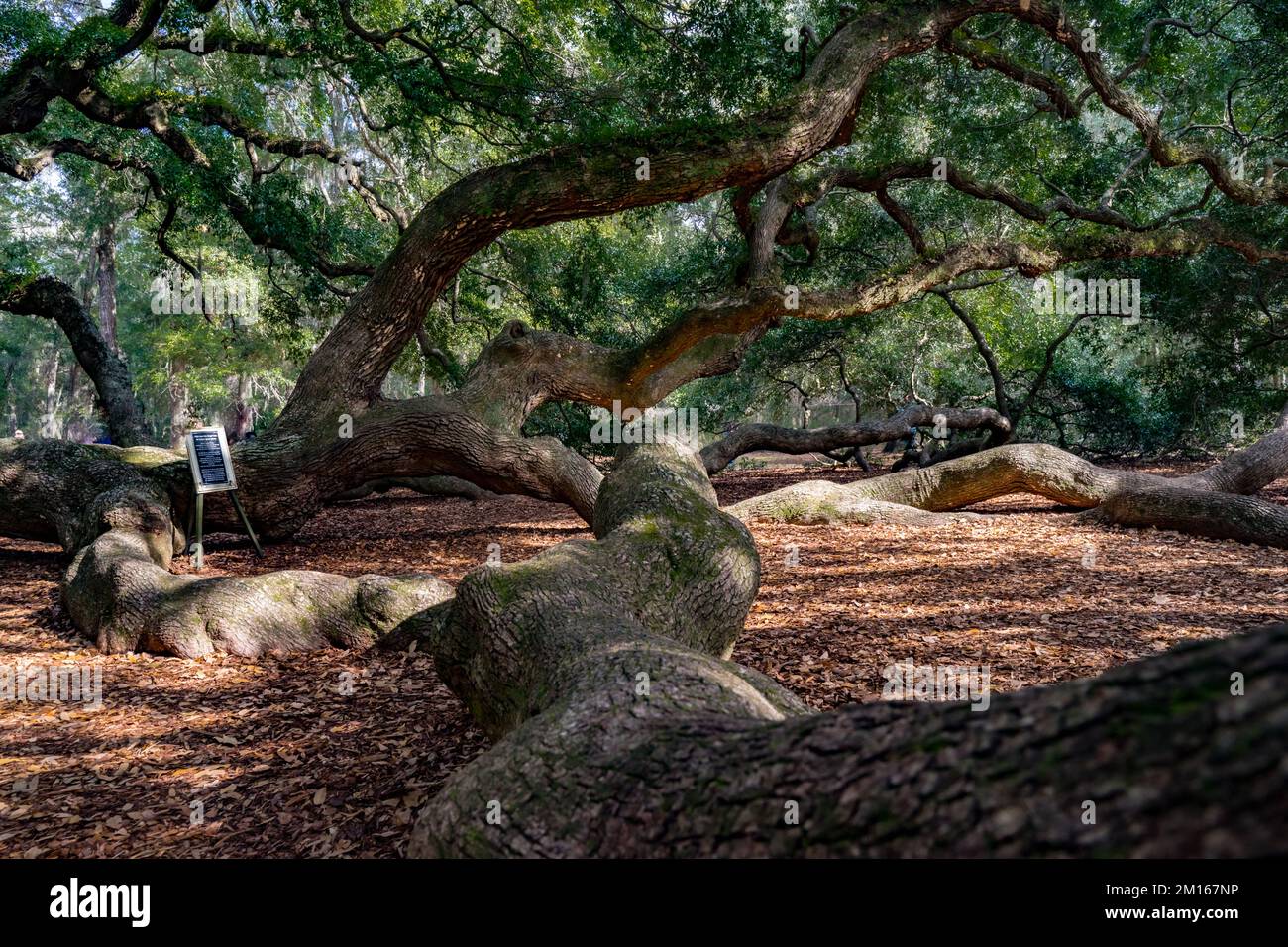fairytale-esque Angel Oak Tree near Charleston City, SC. No entrance ...