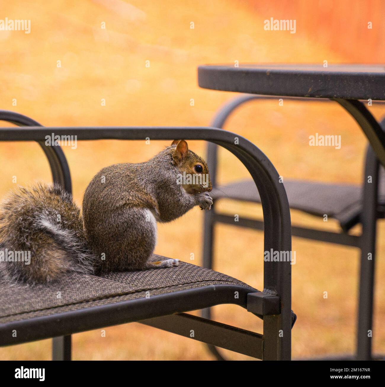In a backyard, a squirrel with round eyes is hanging out. Looking for ...