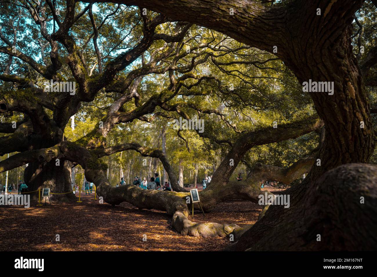 fairytale-esque Angel Oak Tree near Charleston City, SC. No entrance ...