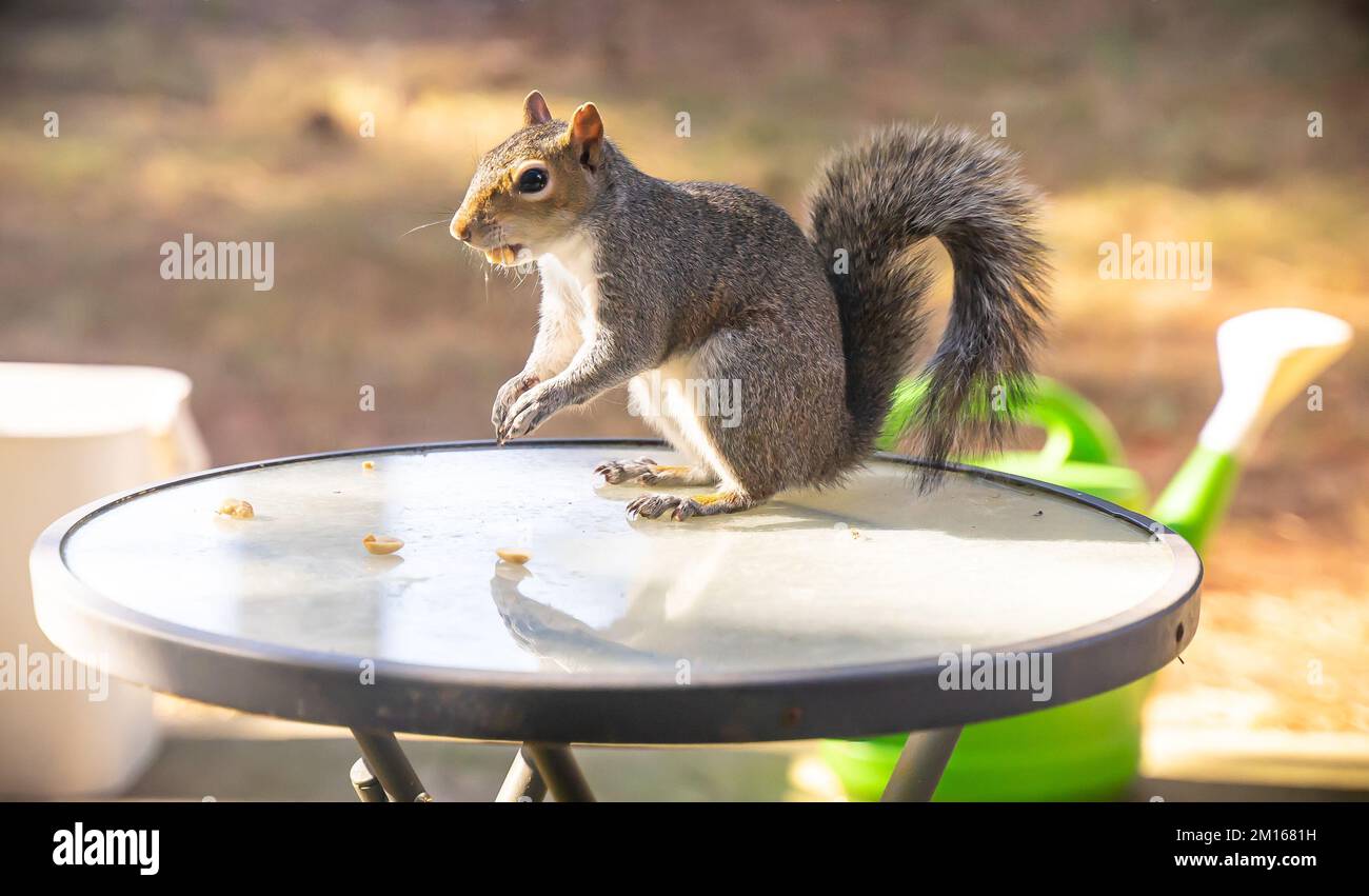 In a backyard, a squirrel with round eyes is hanging out. Looking for ...