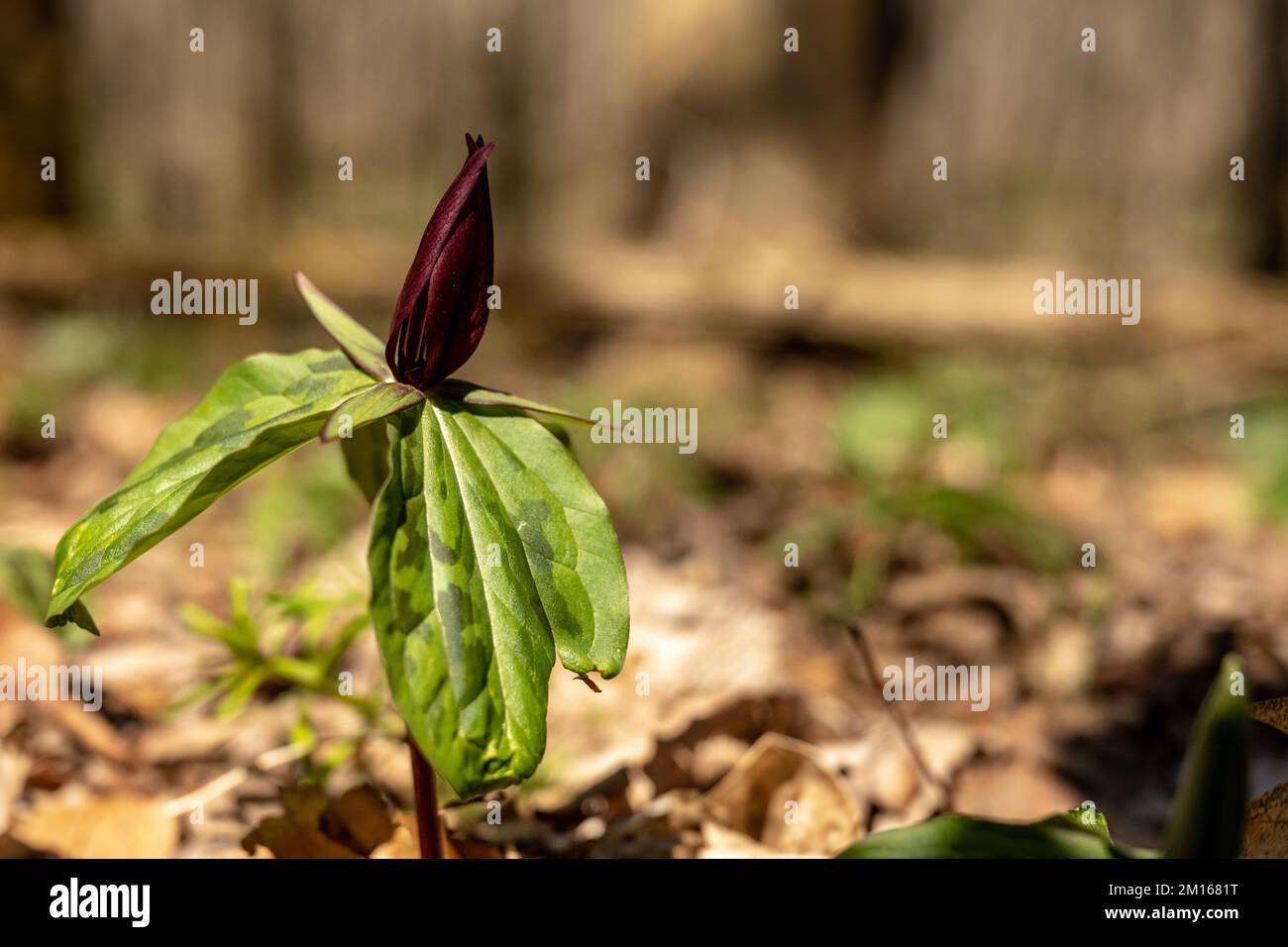 Red Trillium Set to Open In Spring in Mammoth Cave National Park Stock ...