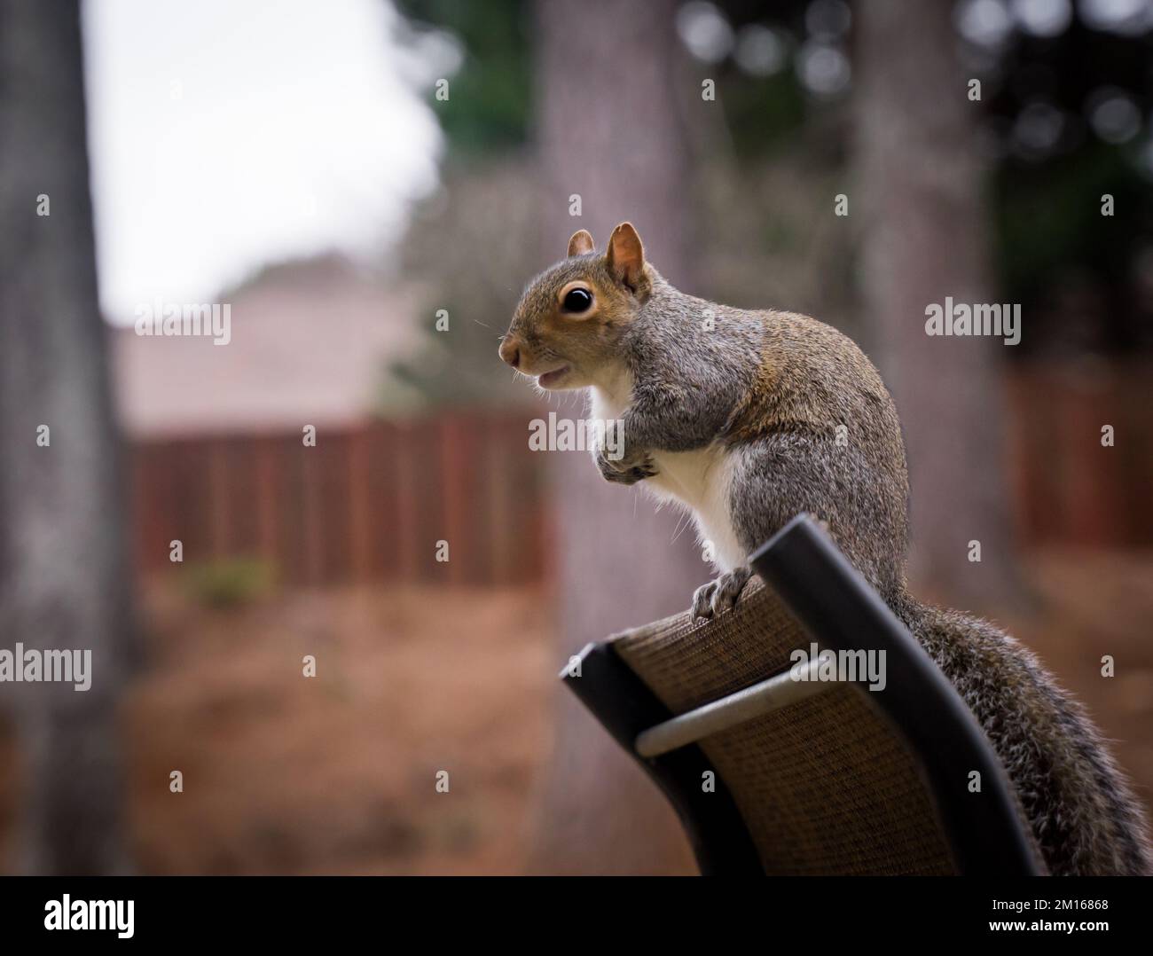 In a backyard, a squirrel with round eyes is hanging out. Looking for ...