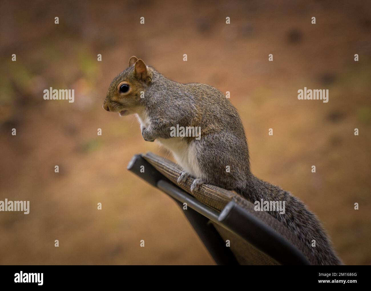 In a backyard, a squirrel with round eyes is hanging out. Looking for ...