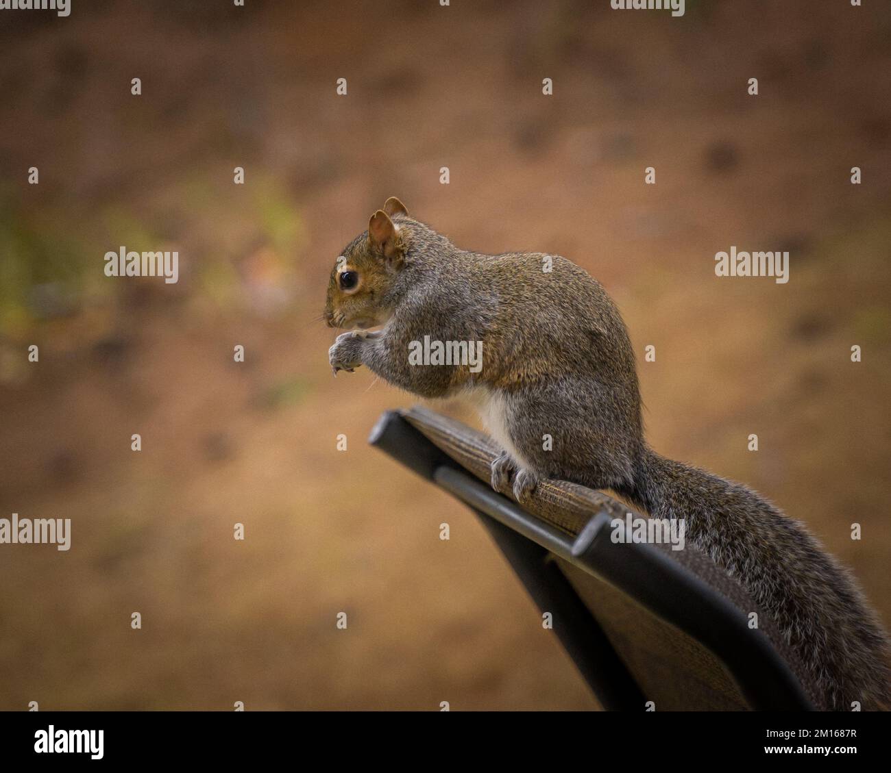 In a backyard, a squirrel with round eyes is hanging out. Looking for ...