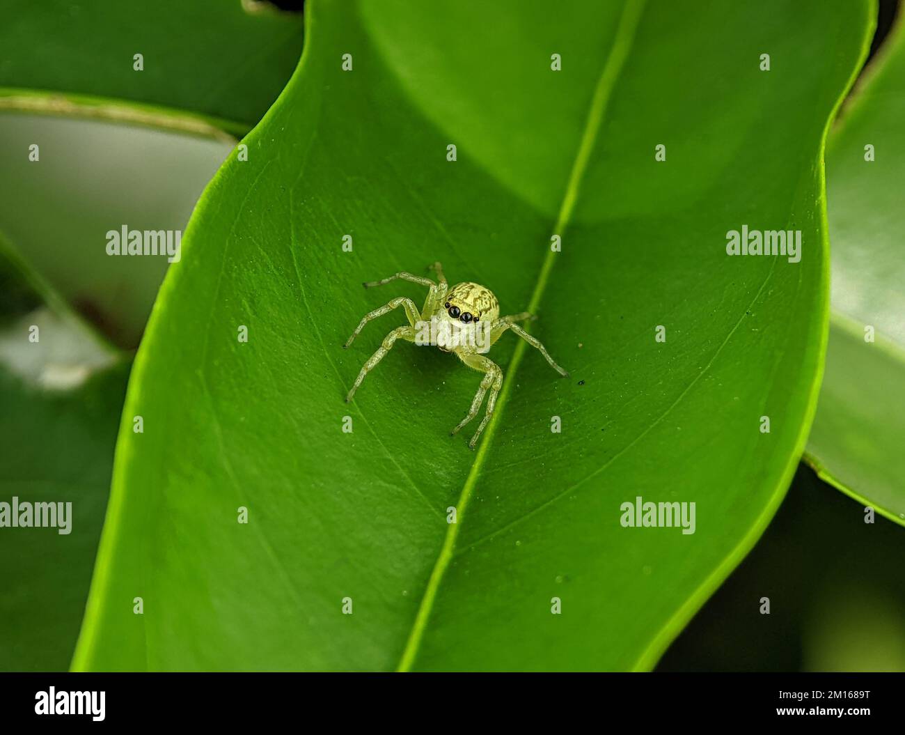A closeup of a Jumping Spider, Phintella versicolor on a green leaf ...