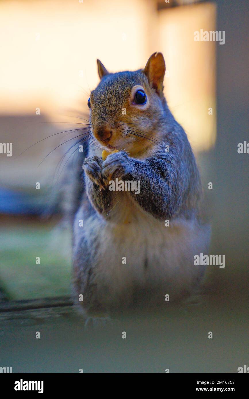 In a backyard, a squirrel with round eyes is hanging out. Looking for ...