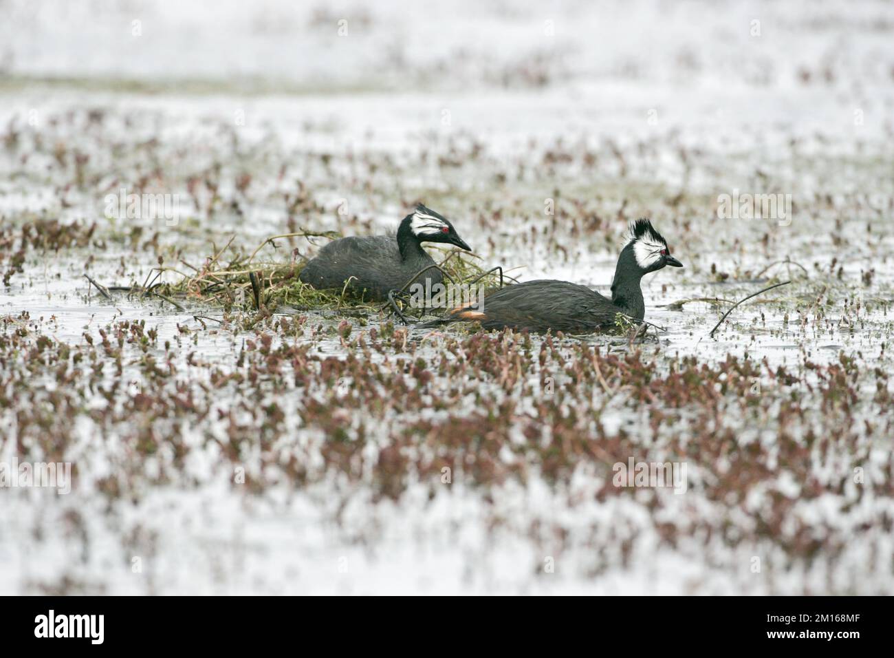 White-tufted grebe Rollandia rolland pair at nest site Falkland Islands ...