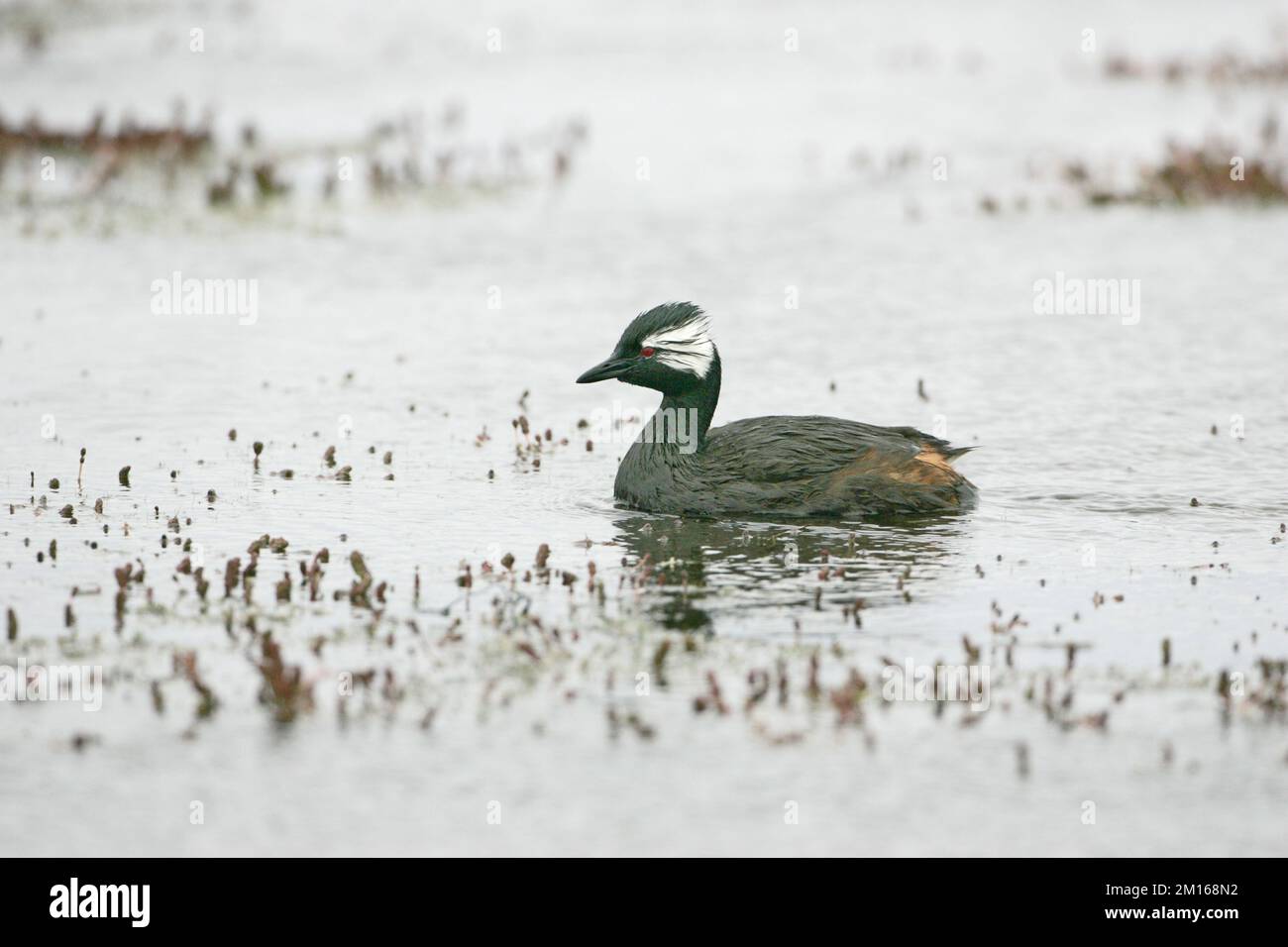 White-tufted grebe Rollandia rolland swimming Falkland Islands Stock ...