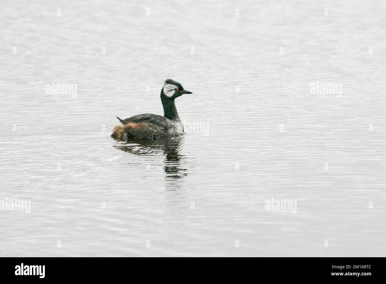 White-tufted grebe Rollandia rolland swimming Falkland Islands Stock ...