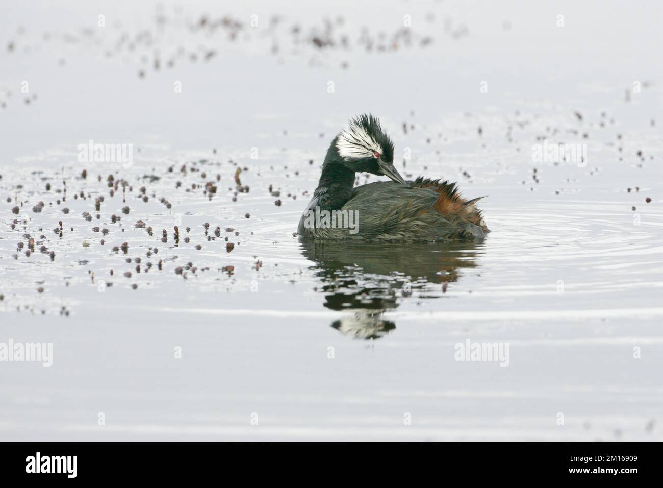 White-tufted grebe Rollandia rolland preening Falkland Islands Stock ...