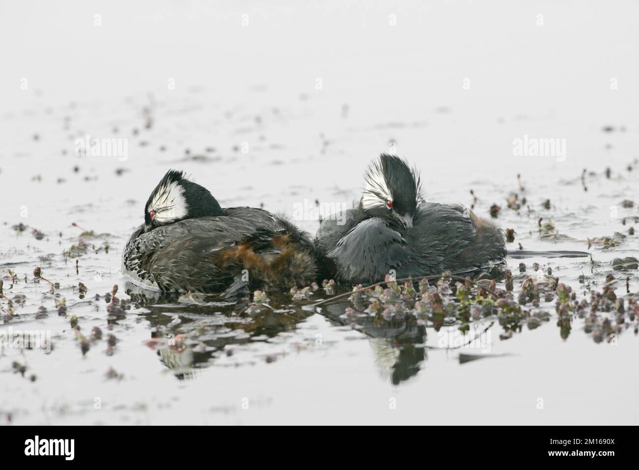 White-tufted grebe Rollandia rolland pair on water Falkland Islands ...