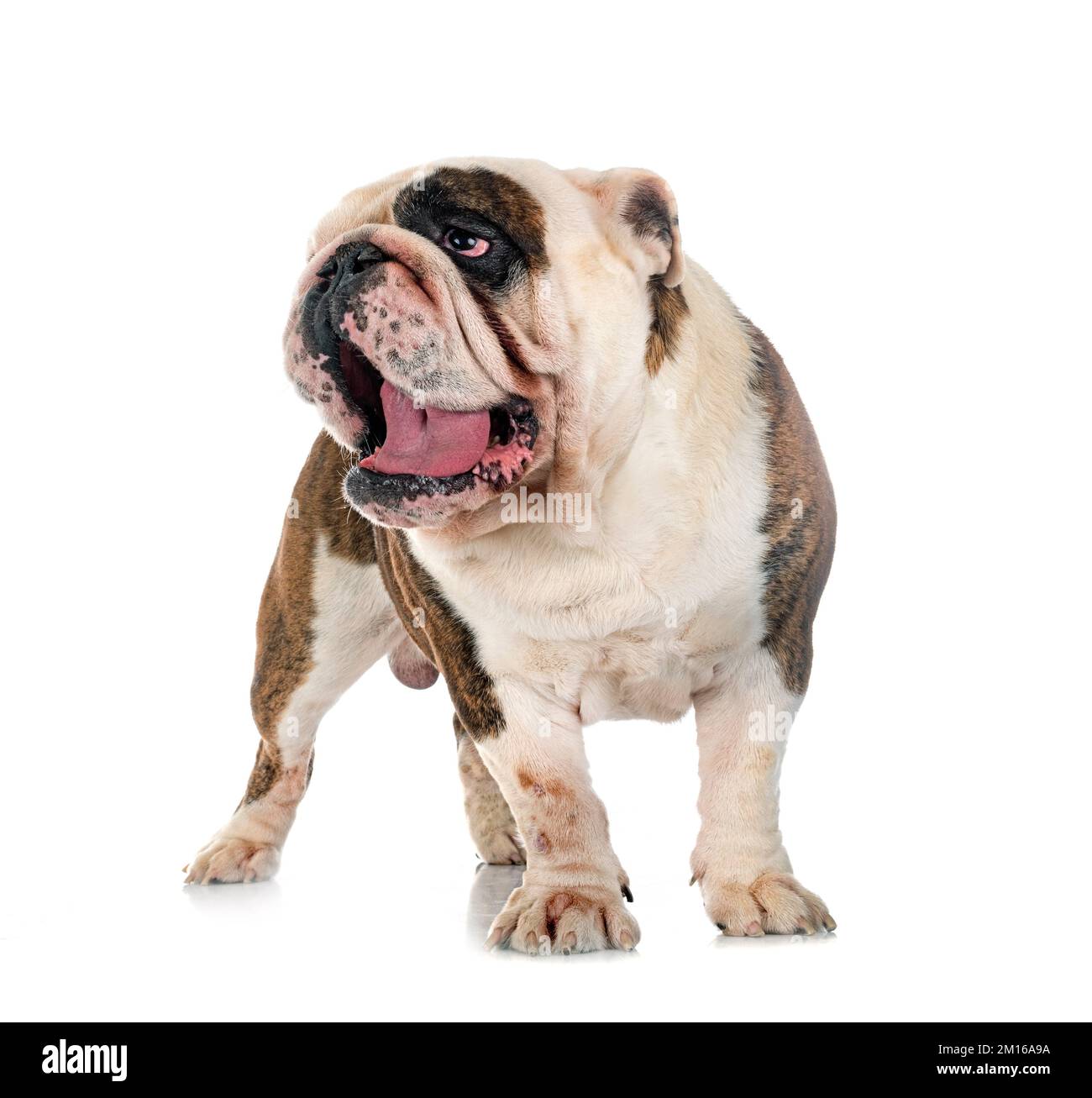 english bulldog in front of white background Stock Photo - Alamy