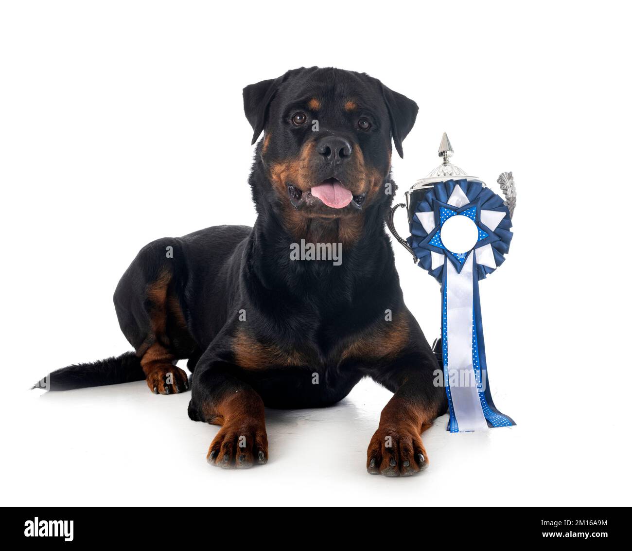 winner dog in front of white background Stock Photo - Alamy